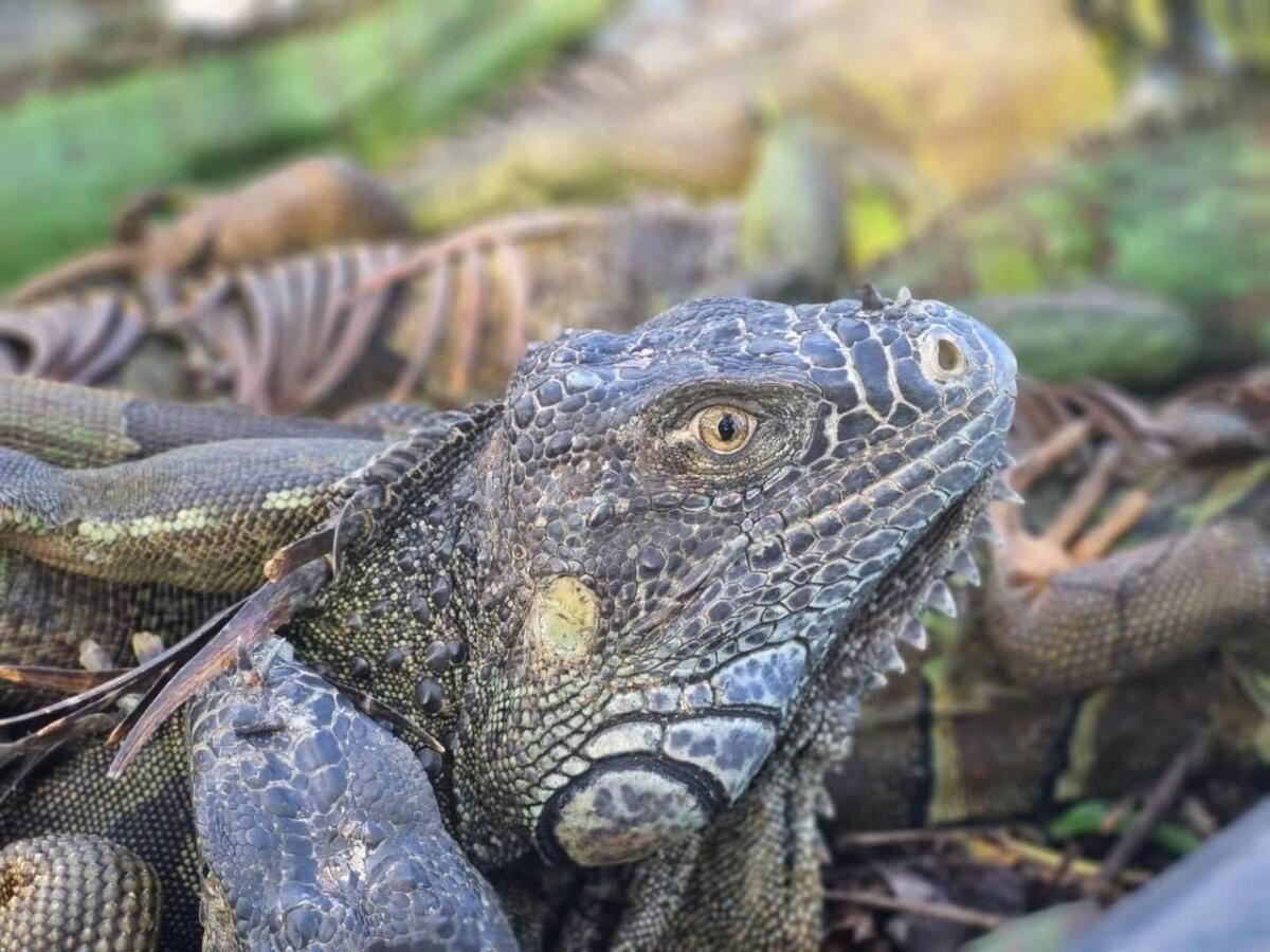 Adiós al caldo de iguana y pochitoca en Coatza – Enrique Burgos